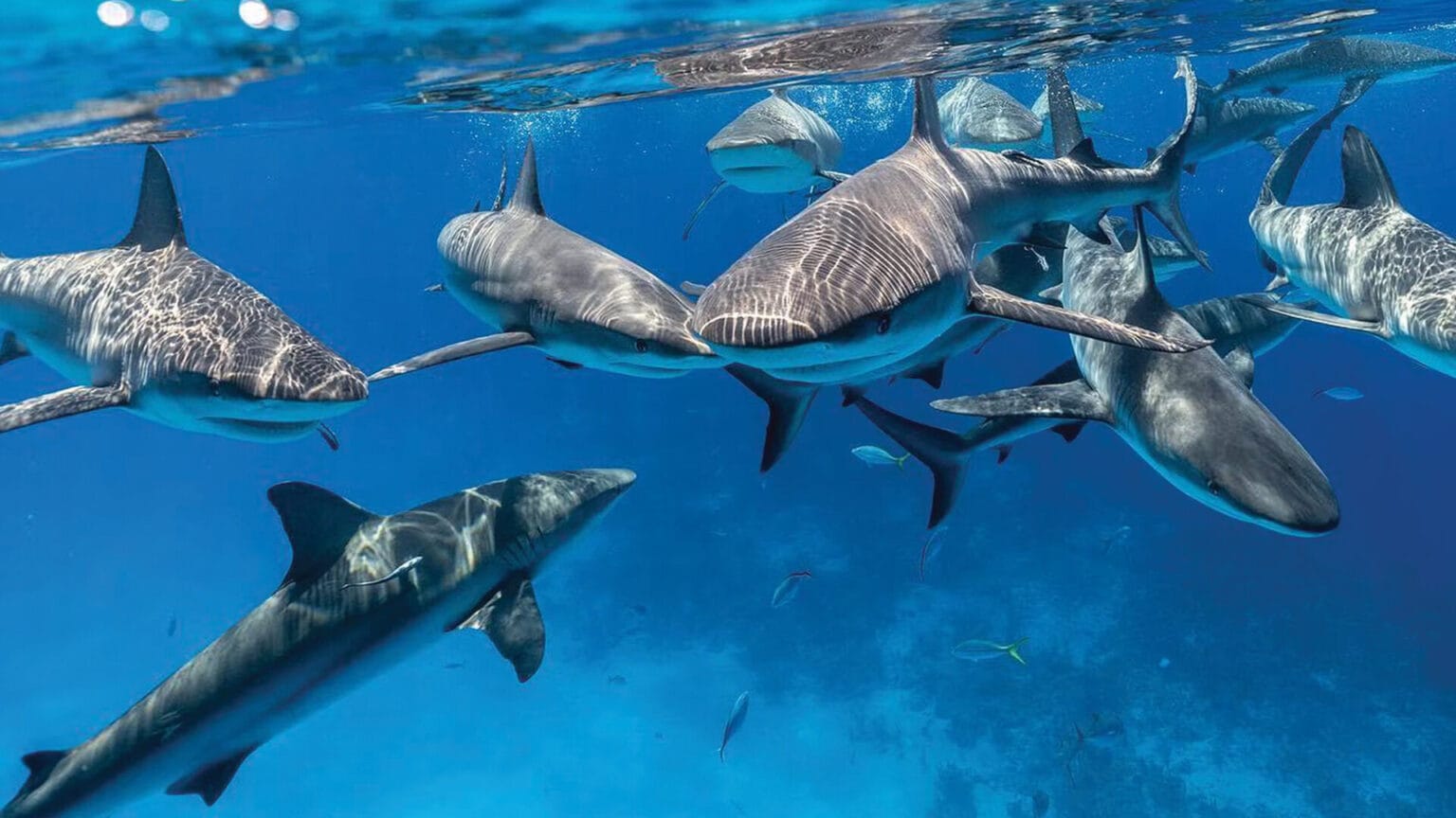 A Diver’s Guide to the Sharks of the Maldives - Zaha Travels